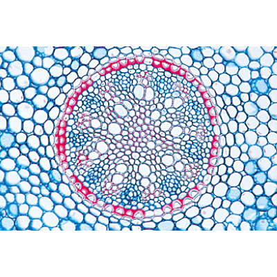 Arrangement and Types of Vascular Bundles Microscope Slides - LabWorld.co.uk